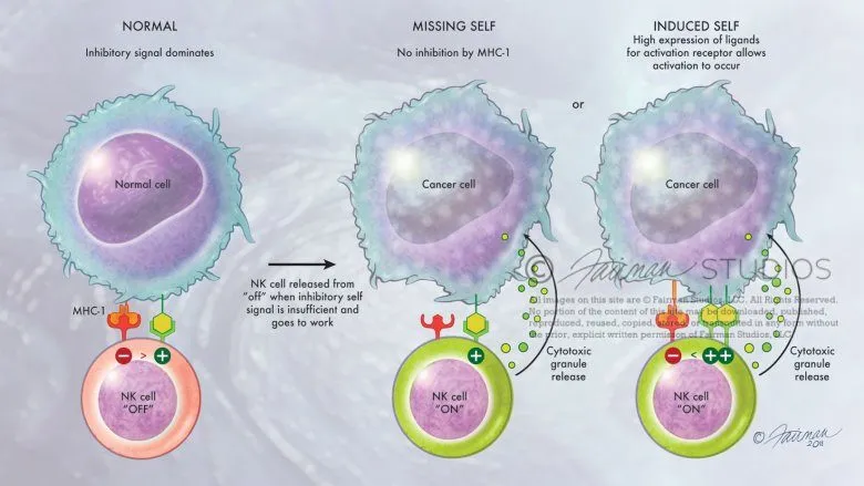 Natural Killer Cells Are A Type Of