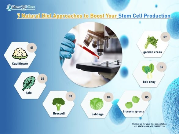 7 Natural Diet Approaches to Boost Your Stem Cell Production
