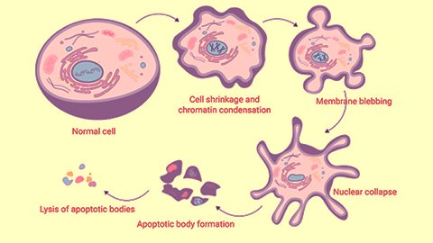 Apoptosis and Programmed Cell Death- Stem Cell Care India Home