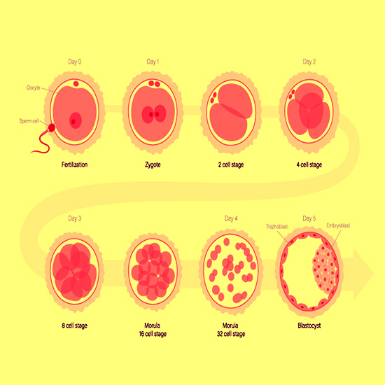 Blastocyst Developmental Stages and Transfer- Stem Cell Care India