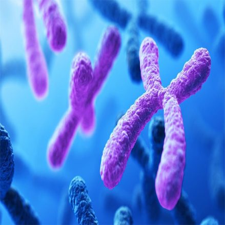 Autosomal Chromosome Definition Function and Structure- Stem Cell Care ...
