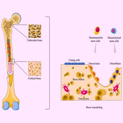 Different-Types-of-Bone-Marrow-Stem-Cells | Home