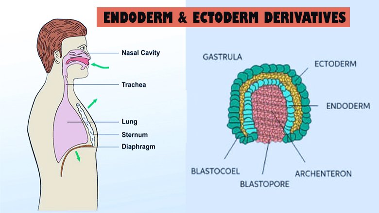Ectoderm Derivatives and Endoderm in India- Stem Cell Care India