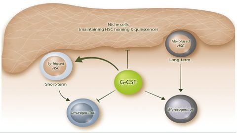 Granulocytе Colony-Stimulating Factor G-CSF Stimulation- Stem Cell Care ...