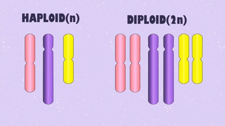 Haploid Cell Function and Cellular Formation in Humans- Stem Cell Care ...