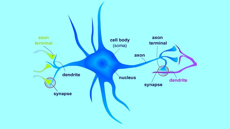 Neuron Synaptic Connections & The Function of Neurotransmitters- Stem ...