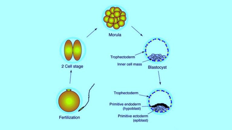 Primordial Human Embryonic Germ Cells- Stem Cell Care India