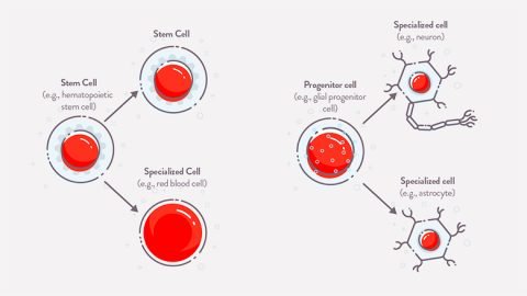 Progenitor Cell Manipulation- Stem Cell Care India
