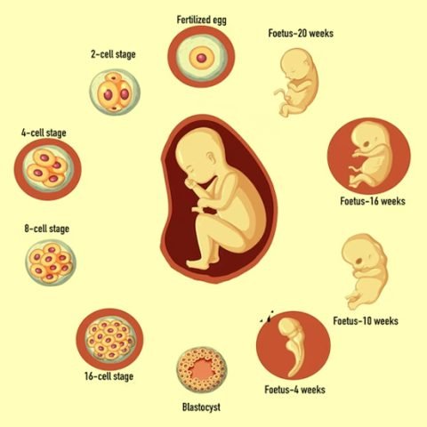 Blastocyst Developmental Stages and Transfer- Stem Cell Care India