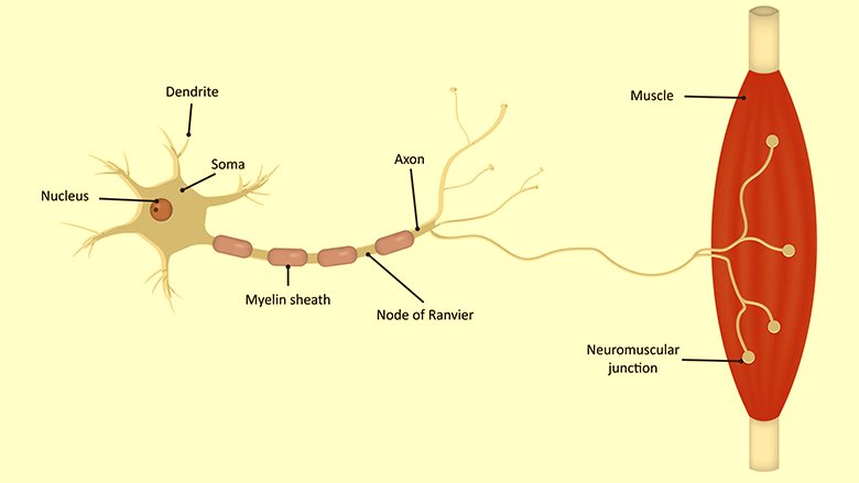 What is A Motor Neuron? Motor Nerves & Innervation- Stem Cell Care India